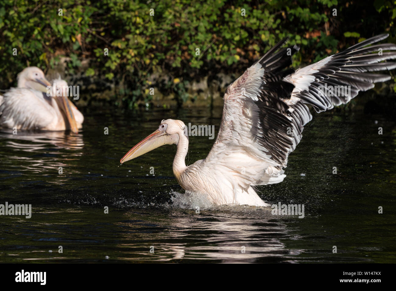 The Great White Pelican, Pelecanus onocrotalus also known as the rosy ...