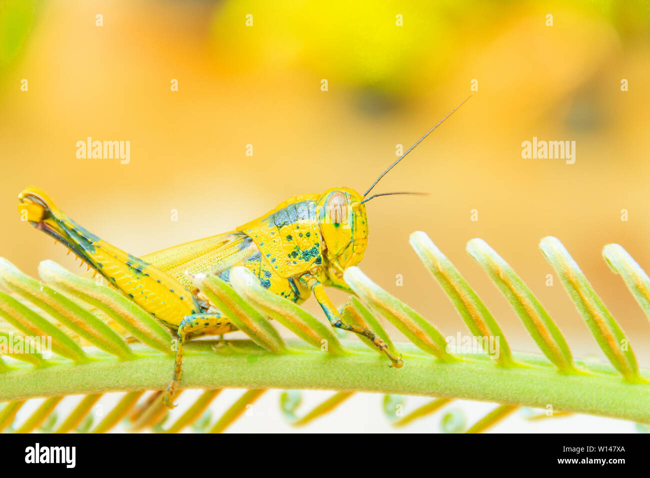 grasshopper yellow on branch of trees with copy space add text select ...