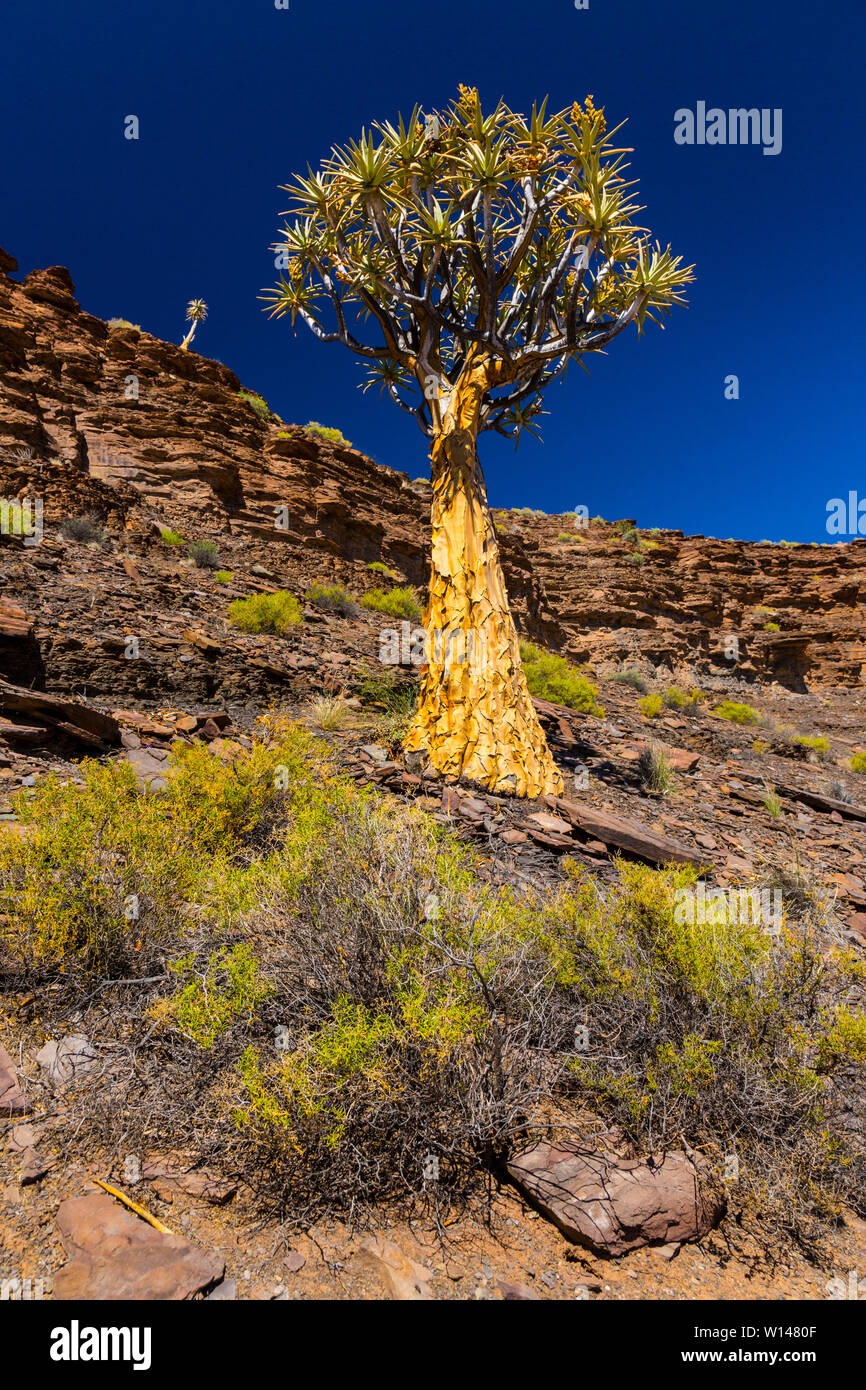 Kiver Tree - Kokerboom Forest, Nieuwoudtville, Namaqualand, Northern ...