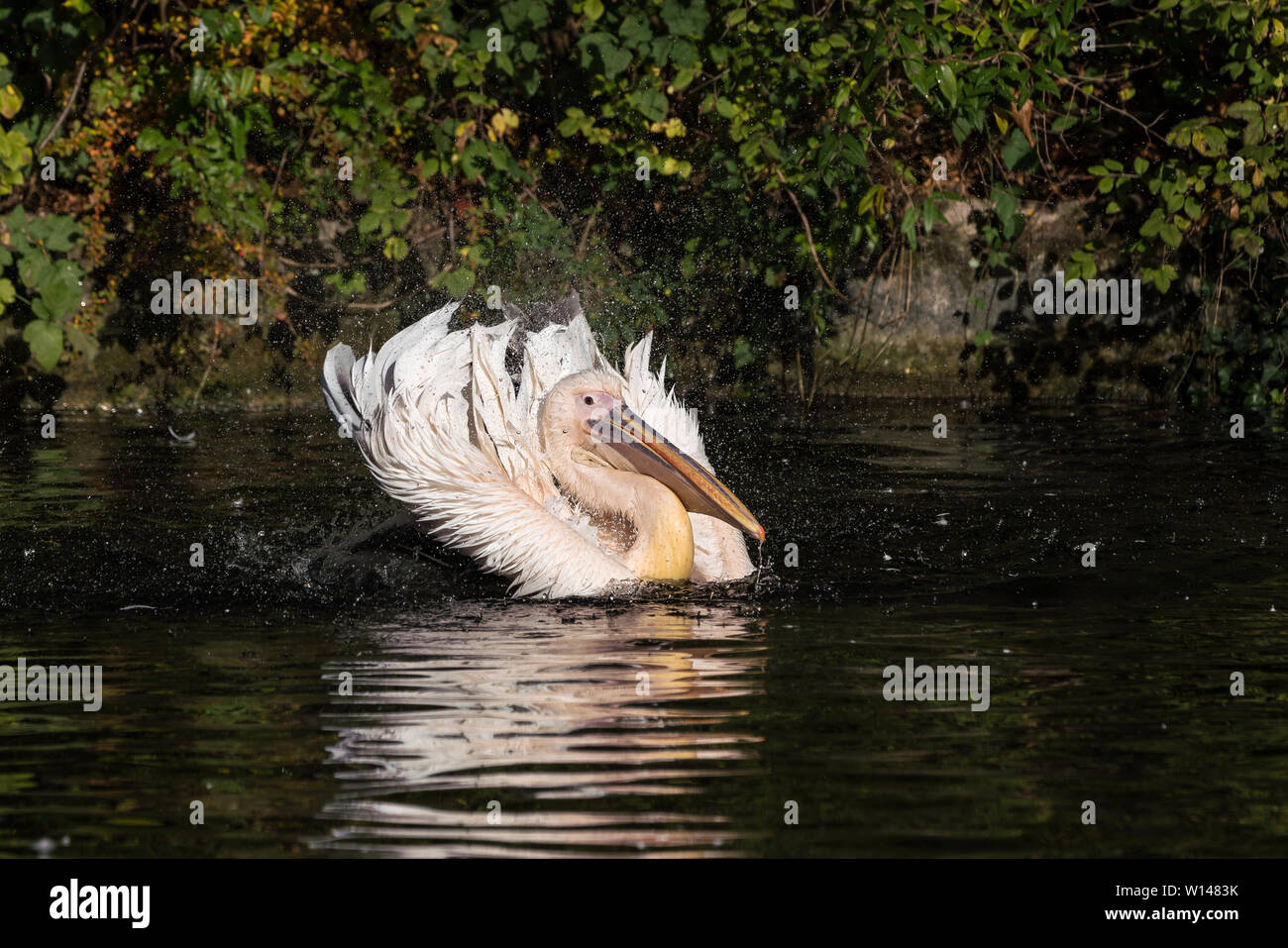 The Great White Pelican, Pelecanus onocrotalus also known as the rosy ...