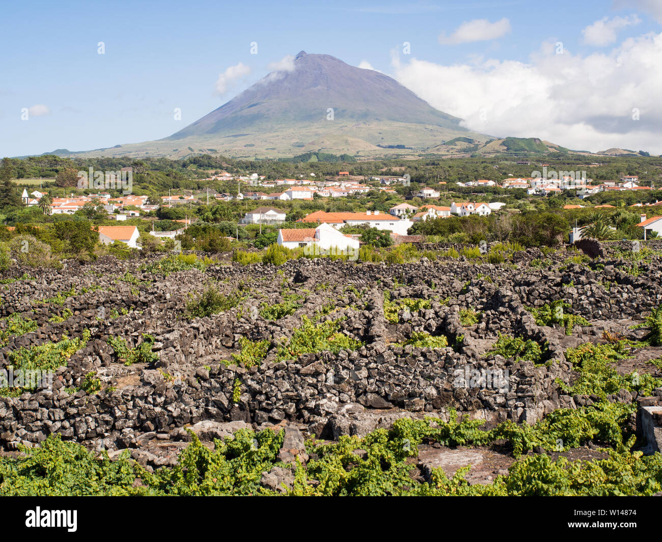 Vineyards and Mount Pico, Pico Island, Azores Stock Photo - Alamy