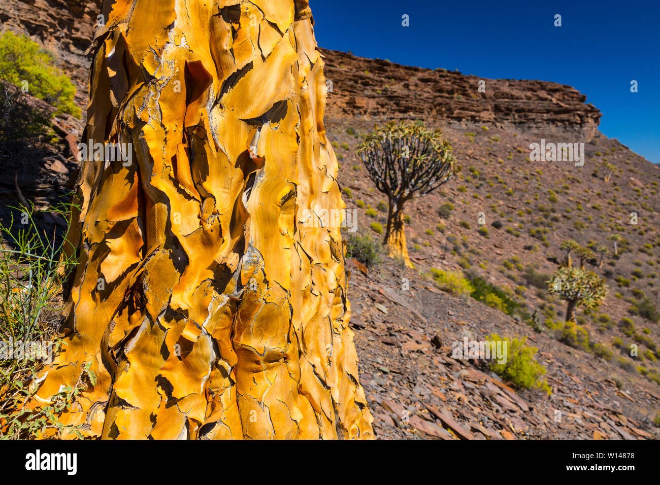 Kiver Tree - Kokerboom Forest, Nieuwoudtville, Namaqualand, Northern ...
