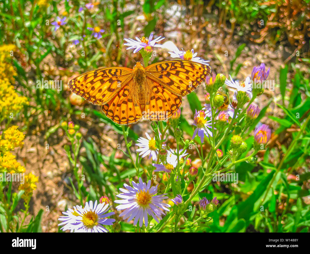 Coronis hi-res stock photography and images - Alamy
