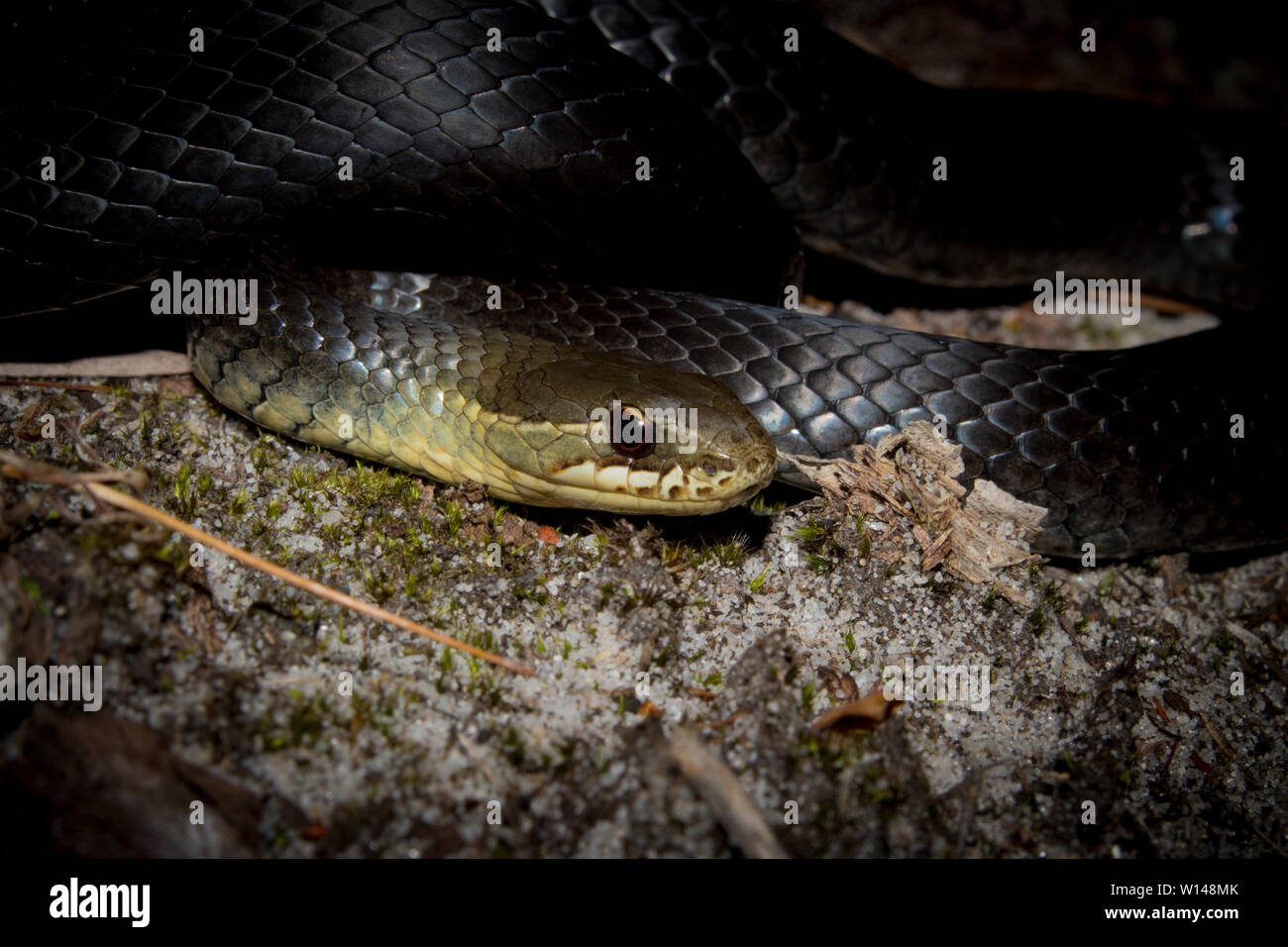 Swamp snake hi-res stock photography and images - Alamy