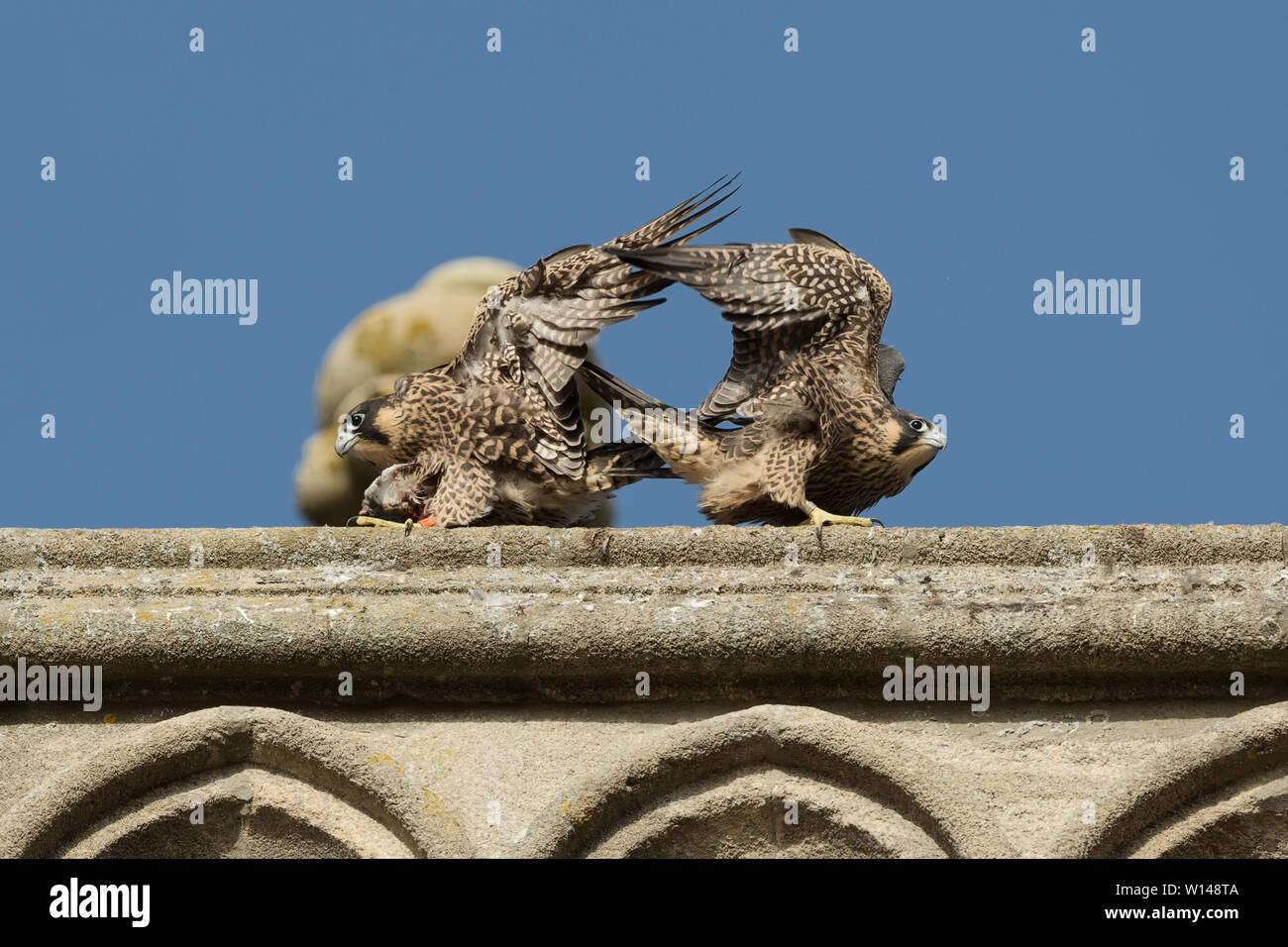 Peregrine falcon fighting hi-res stock photography and images - Alamy
