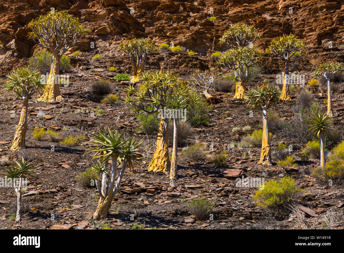 Kiver Tree - Kokerboom Forest, Nieuwoudtville, Namaqualand, Northern ...