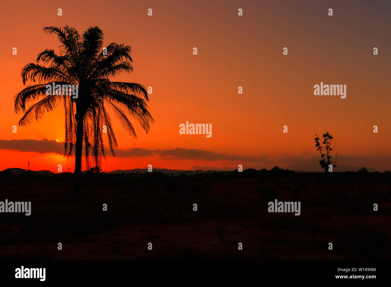 sunset in sky and silhouette coconut tree beautiful colorful landscape ...