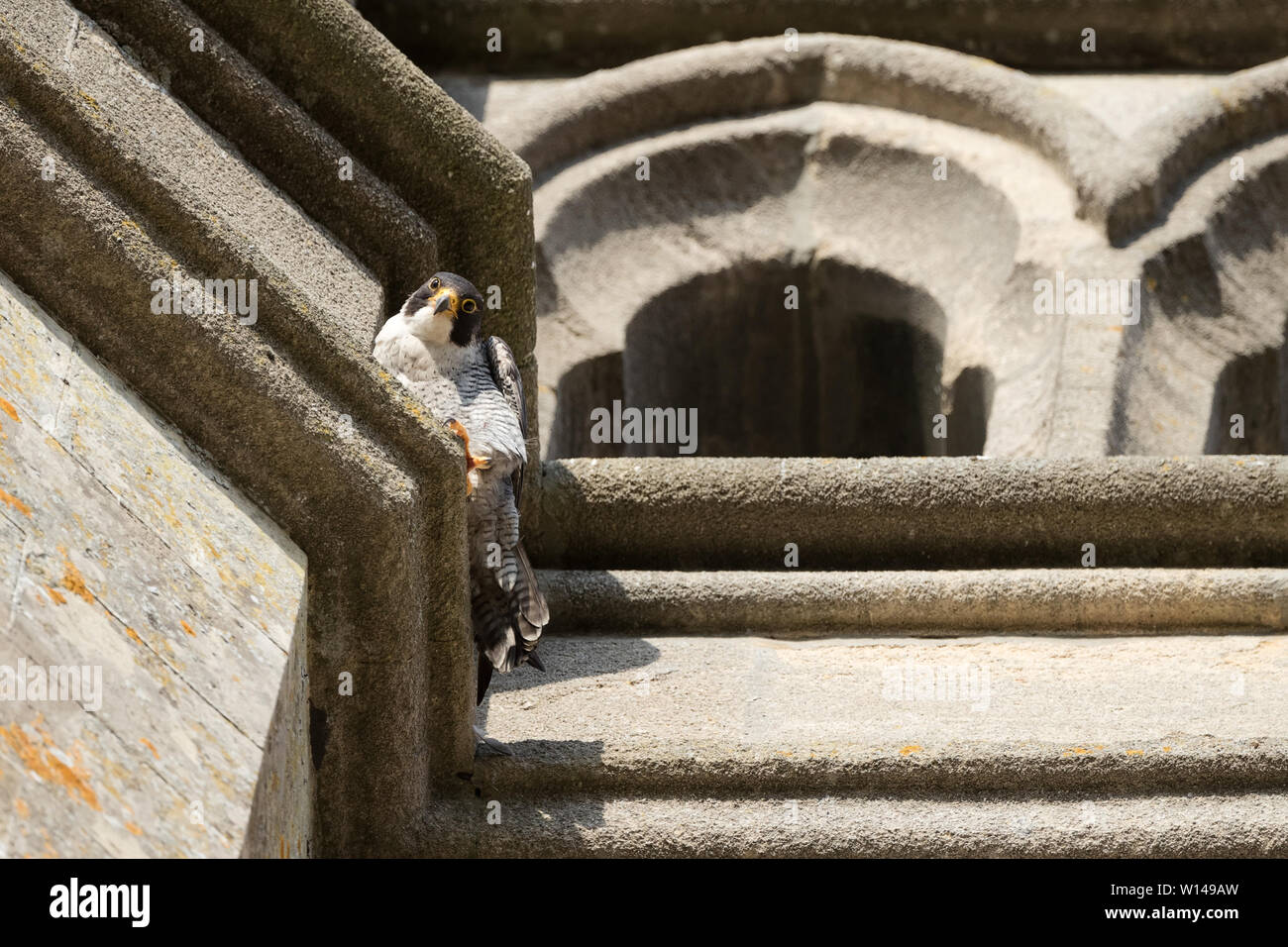 Falcon nest camera hi-res stock photography and images - Alamy