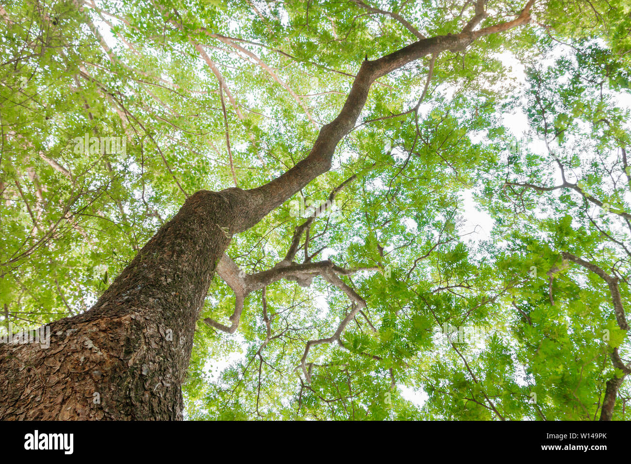 branch and leaf of tree beautiful in the forest on white background ...