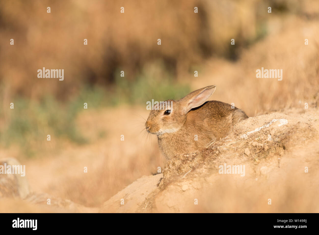 Rabbit burrow adult hi-res stock photography and images - Alamy