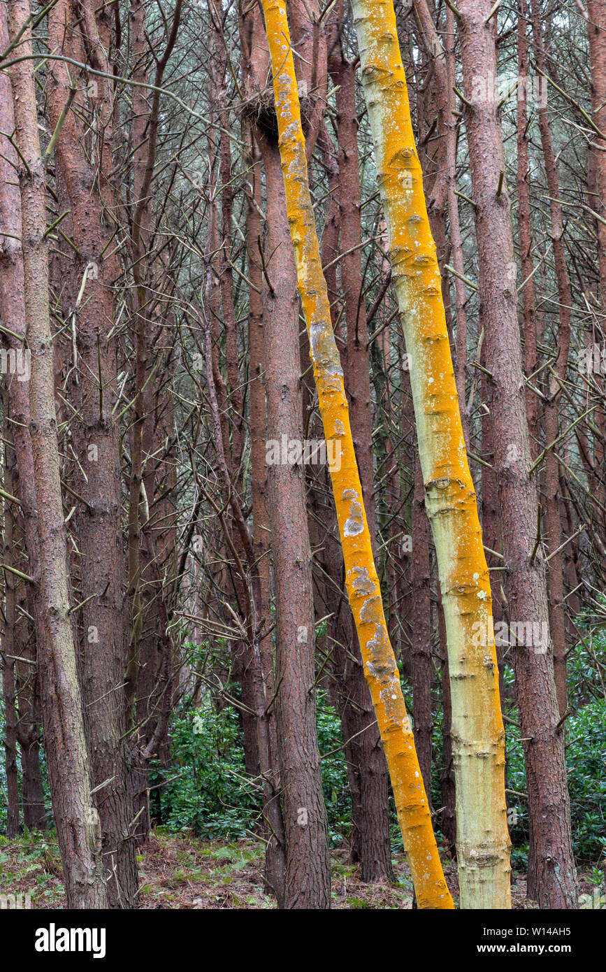 Lichen on pine tree trunk hi-res stock photography and images - Alamy