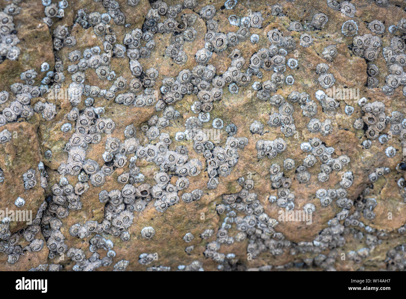Barnacle shells hi-res stock photography and images - Alamy