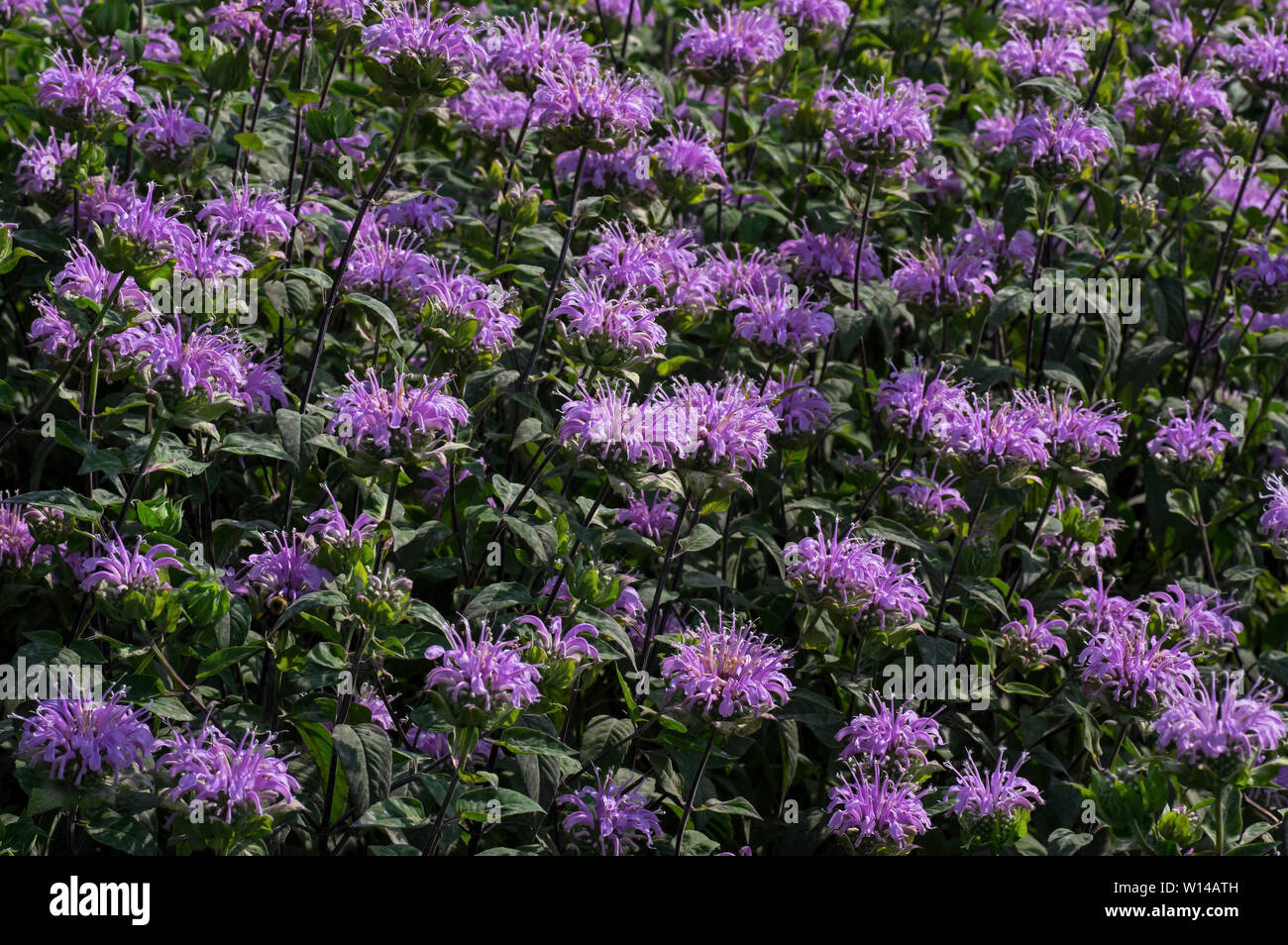 Bee balm in the garden. Known as Monarda it is a genus of flowering ...