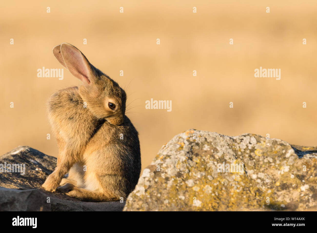 Conejo europeo oryctolagus cuniculus hi-res stock photography and ...