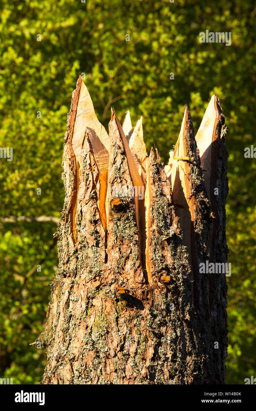 Conifer trees disease hi-res stock photography and images - Alamy