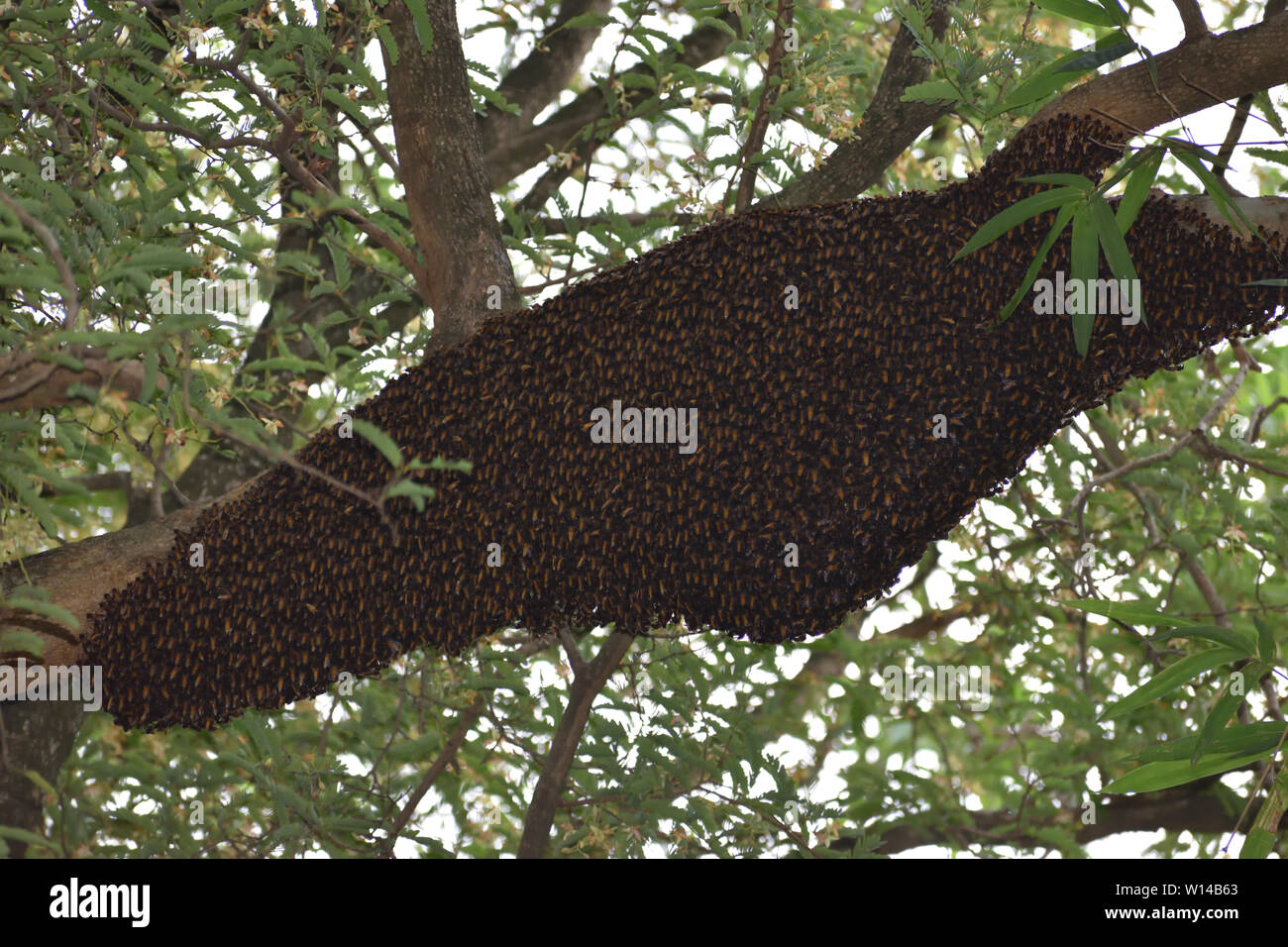 Beehive forest hi-res stock photography and images - Alamy