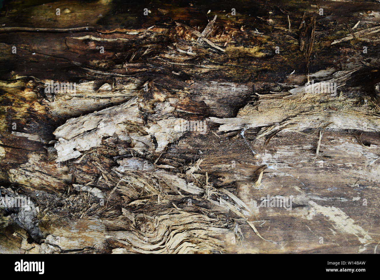 Detail tree life relief hi-res stock photography and images - Alamy