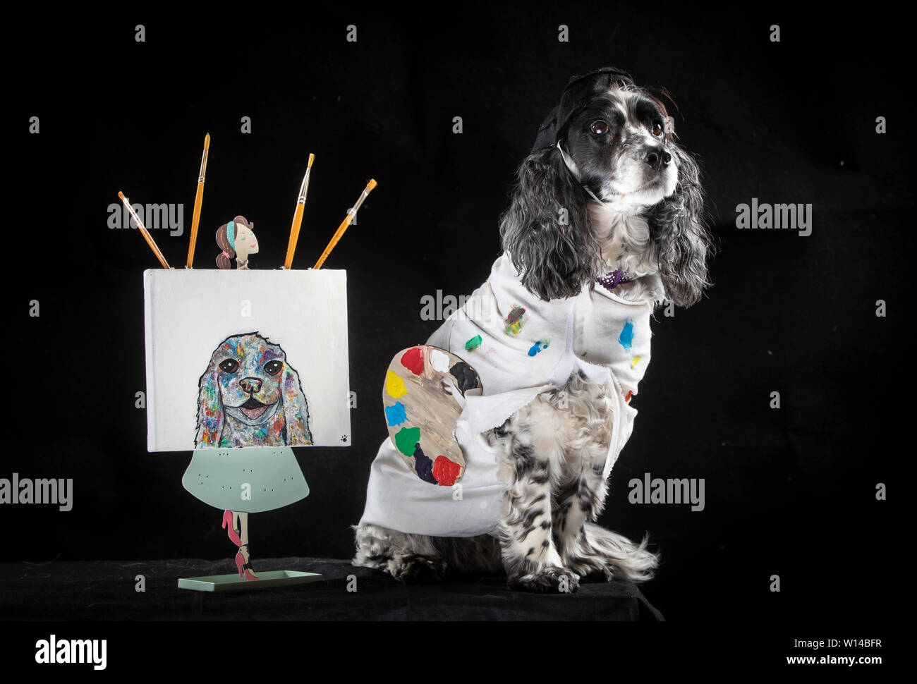 Rosie the cocker spaniel dog dressed as Pablo Picasso, during the ...