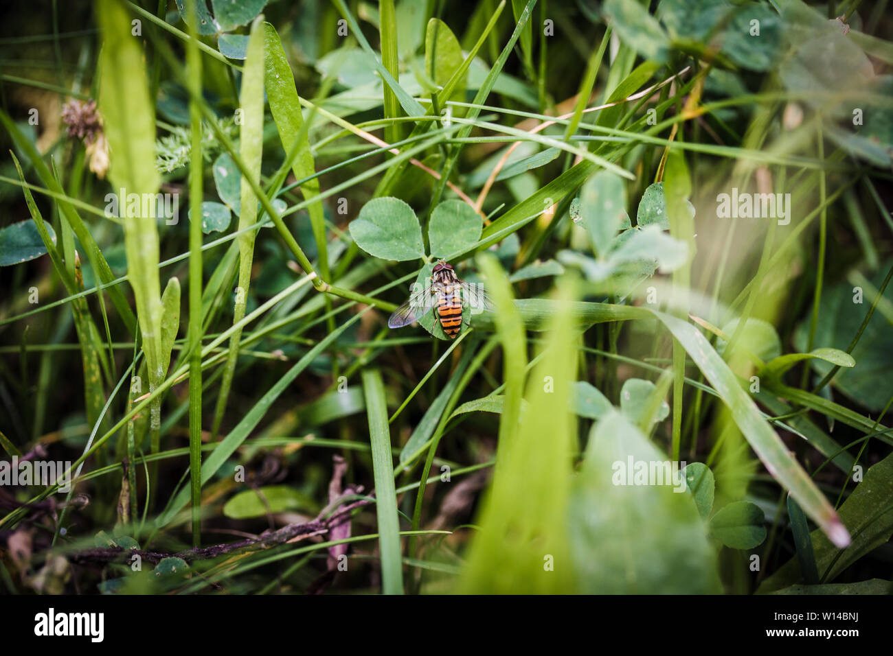 Winged insect sitting on a leaf Stock Photo - Alamy