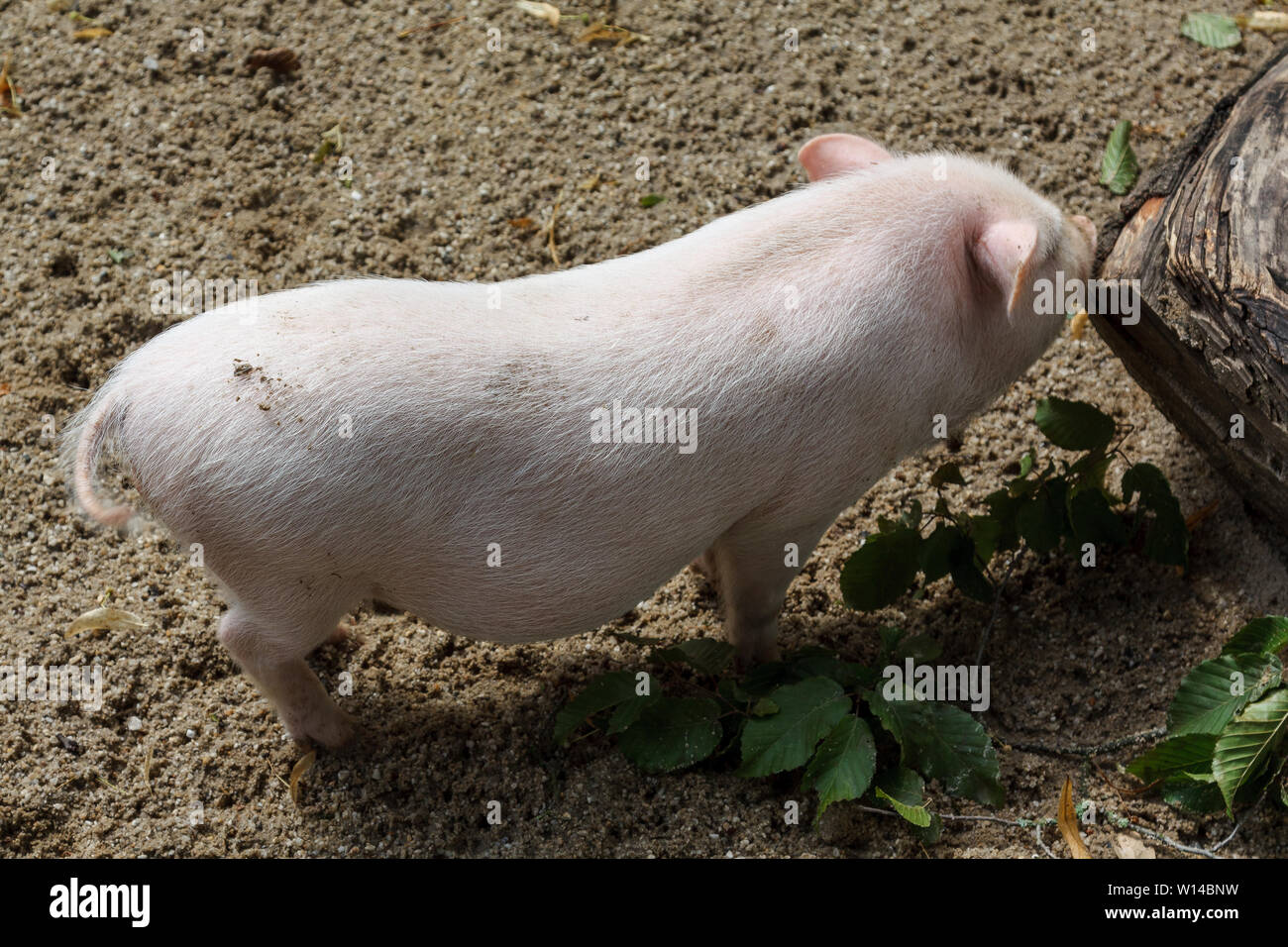 A pig seen at a local farm Stock Photo - Alamy