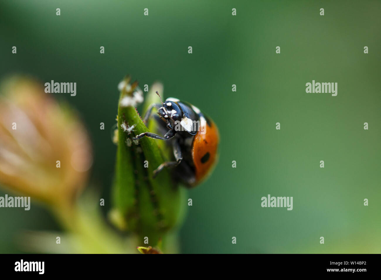 Ladybug climbing up a plant Stock Photo - Alamy