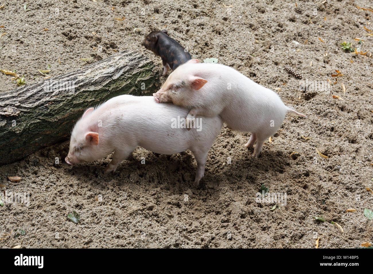 Pigs tail hi-res stock photography and images - Alamy