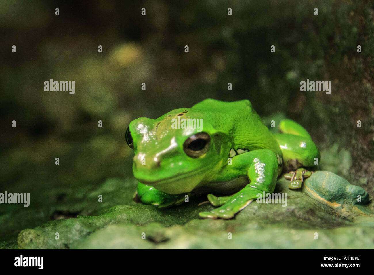 Wet green frog waiting for something Stock Photo - Alamy