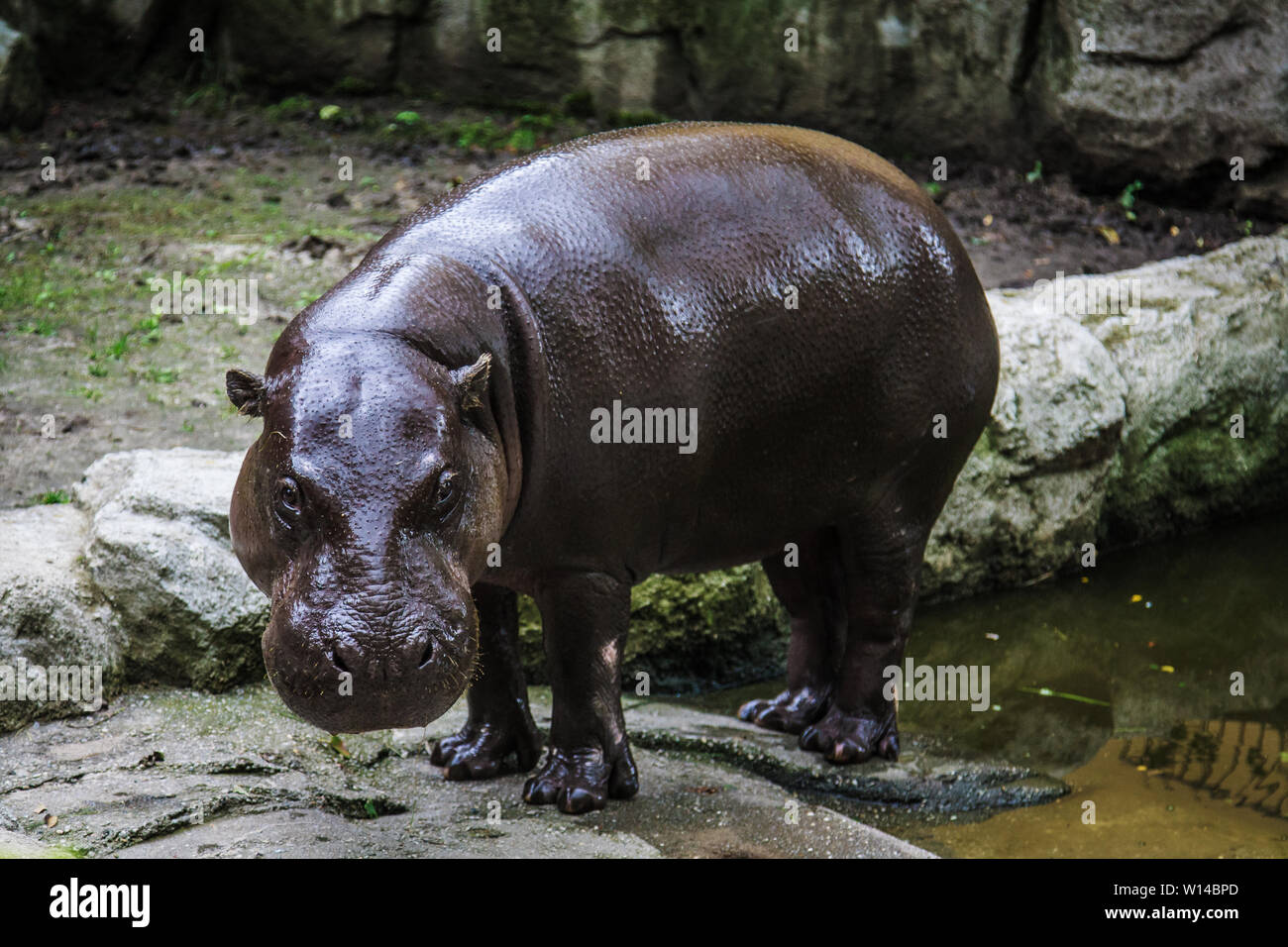 Massive hippo seen in a zoo Stock Photo - Alamy