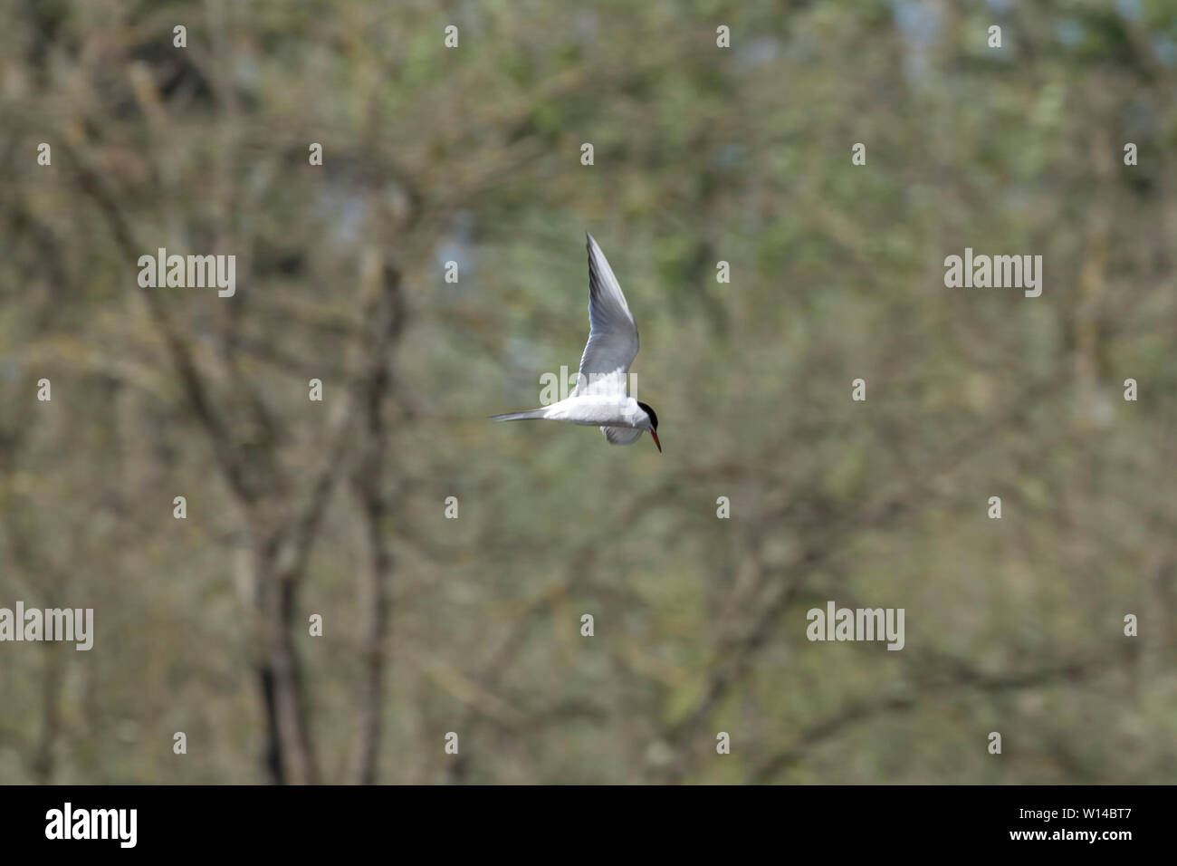 Milvus migrans milan noir hi-res stock photography and images - Alamy