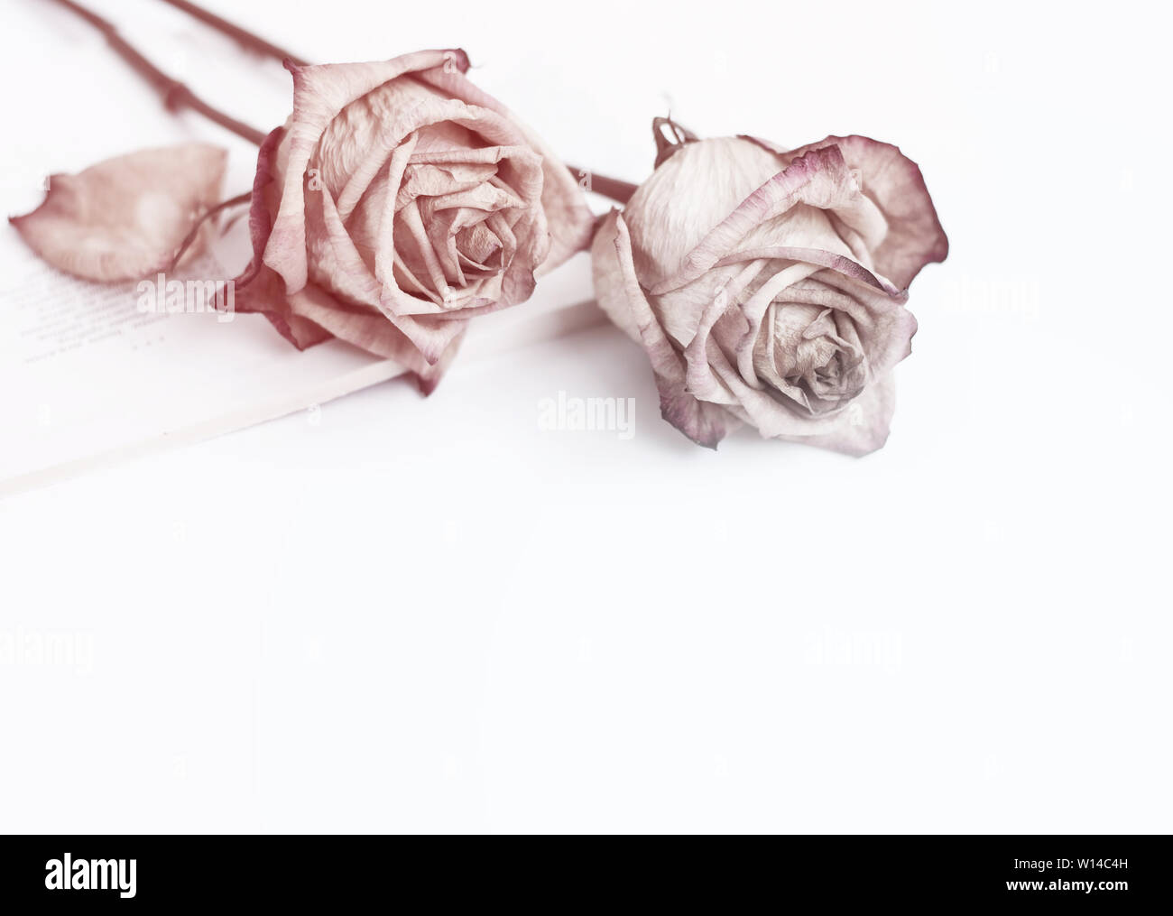 Fading rose. Dead rose.Roses frame.withered rose Stock Photo - Alamy