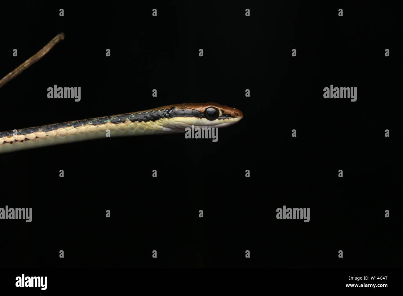 Painted BRONZEBACK SNAKE (Dendrelaphis pictus Stock Photo - Alamy