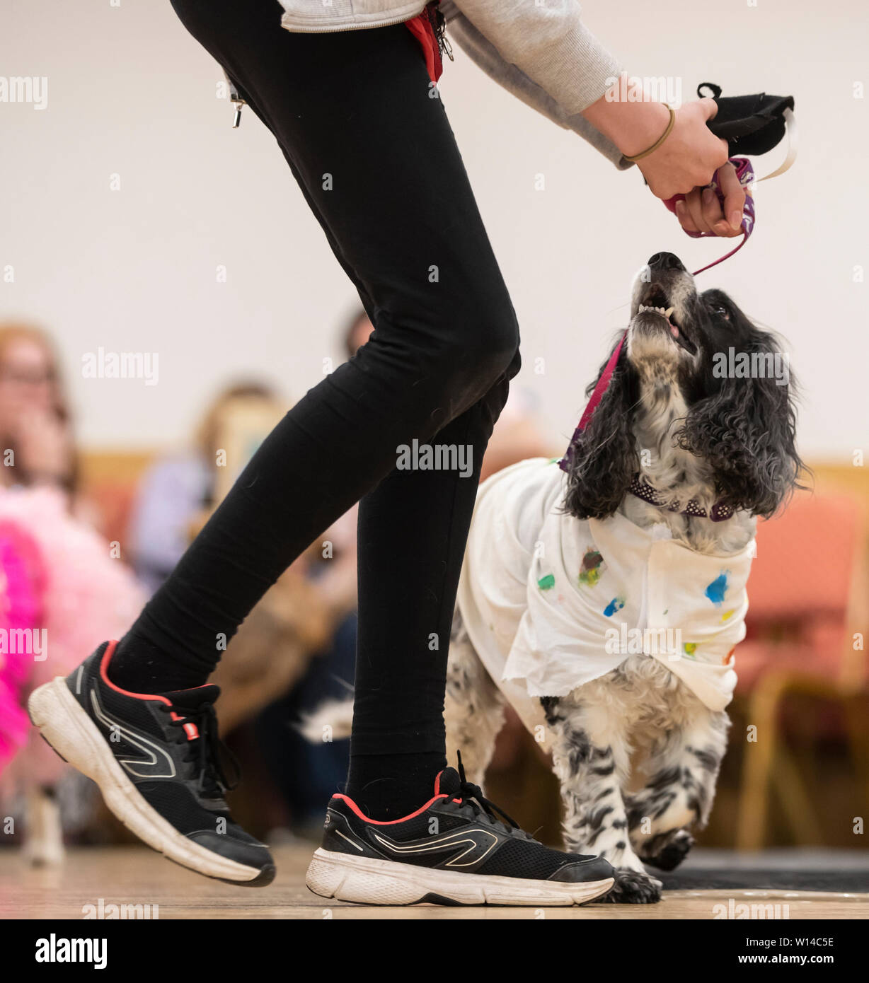 Rosie the cocker spaniel dog dressed as Pablo Picasso competes during ...