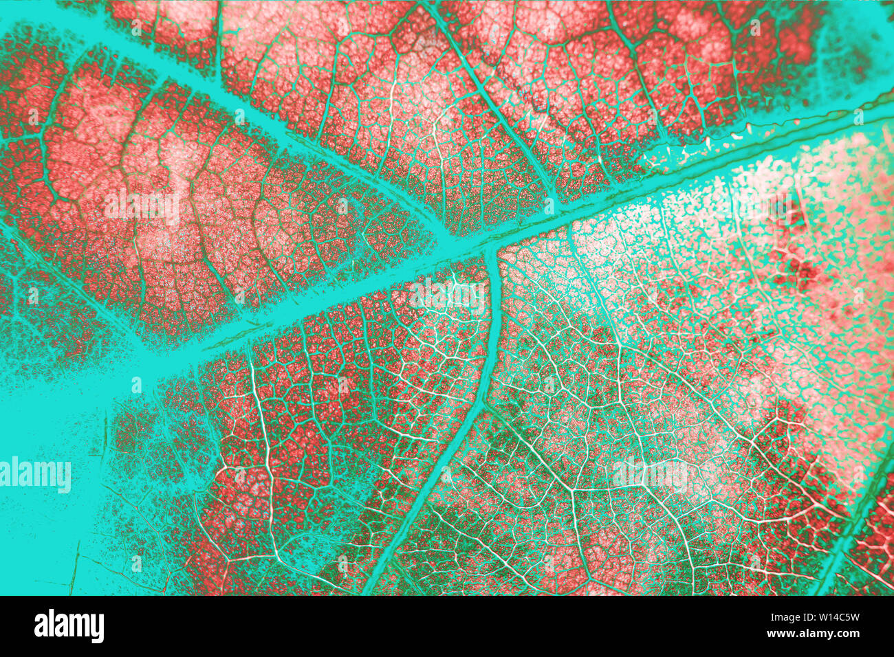 Duotones High Resolution Stock Photography and Images - Alamy