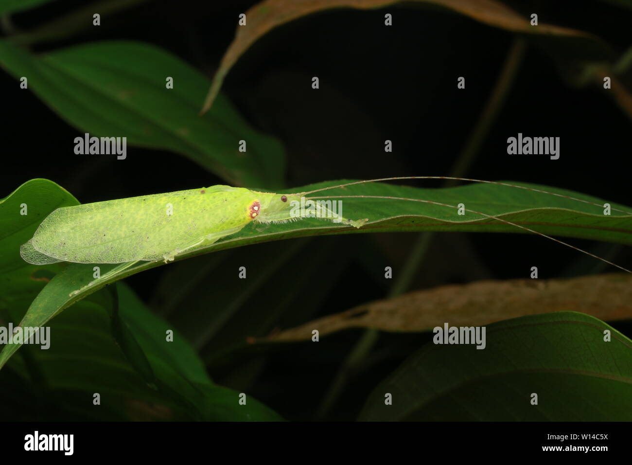 Leaf Mimic Katydid, Malaysia Stock Photo - Alamy