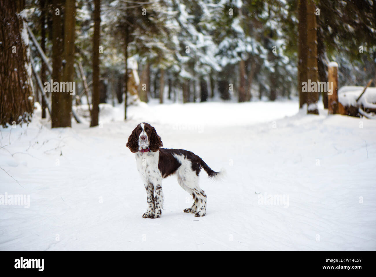 English Springer Spaniel cute puppy. Hunting dog Stock Photo - Alamy