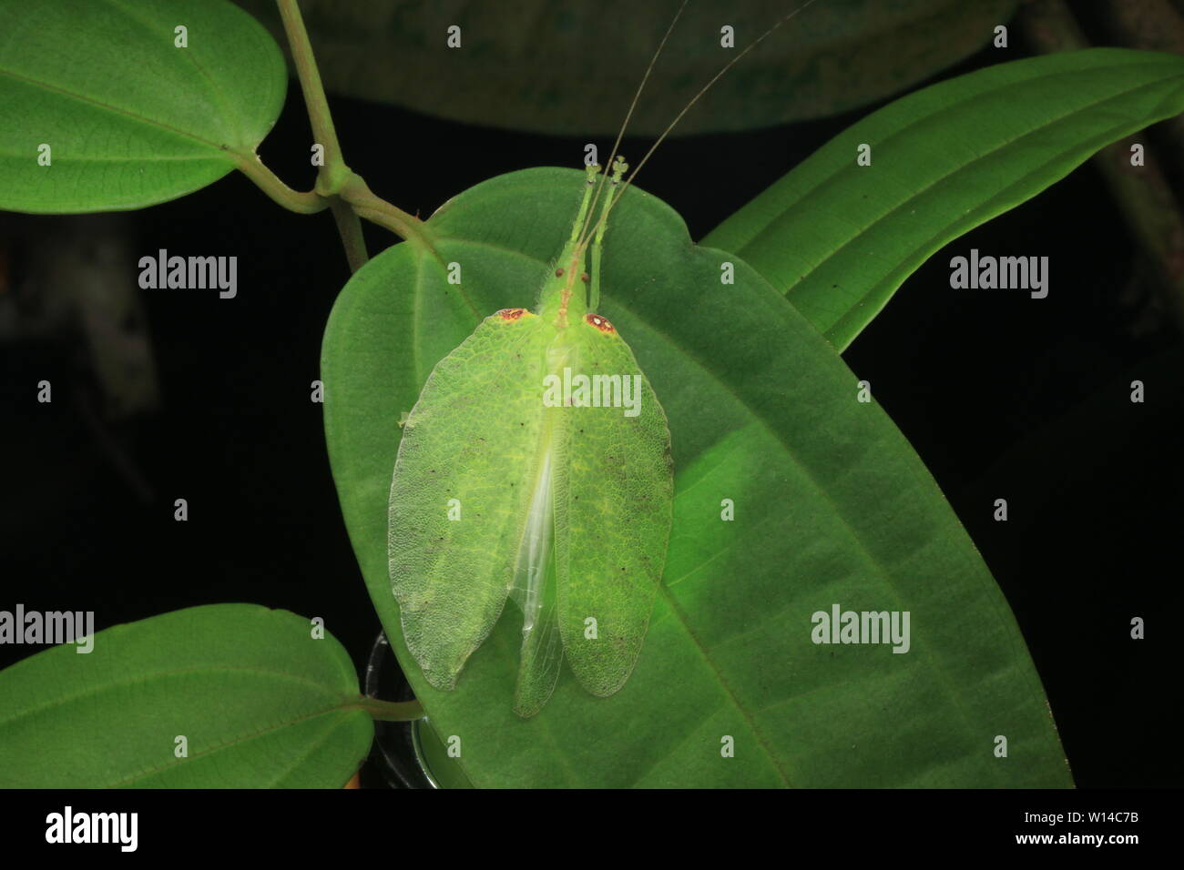 Leaf Mimic Katydid, Malaysia Stock Photo - Alamy