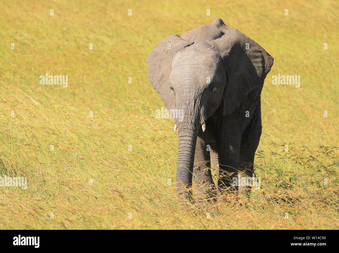 Cute baby elephant calf Loxodonta africana. Masai Mara National Reserve ...