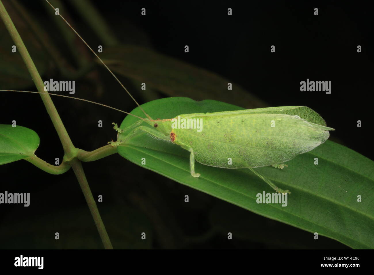Leaf Mimic Katydid, Malaysia Stock Photo - Alamy