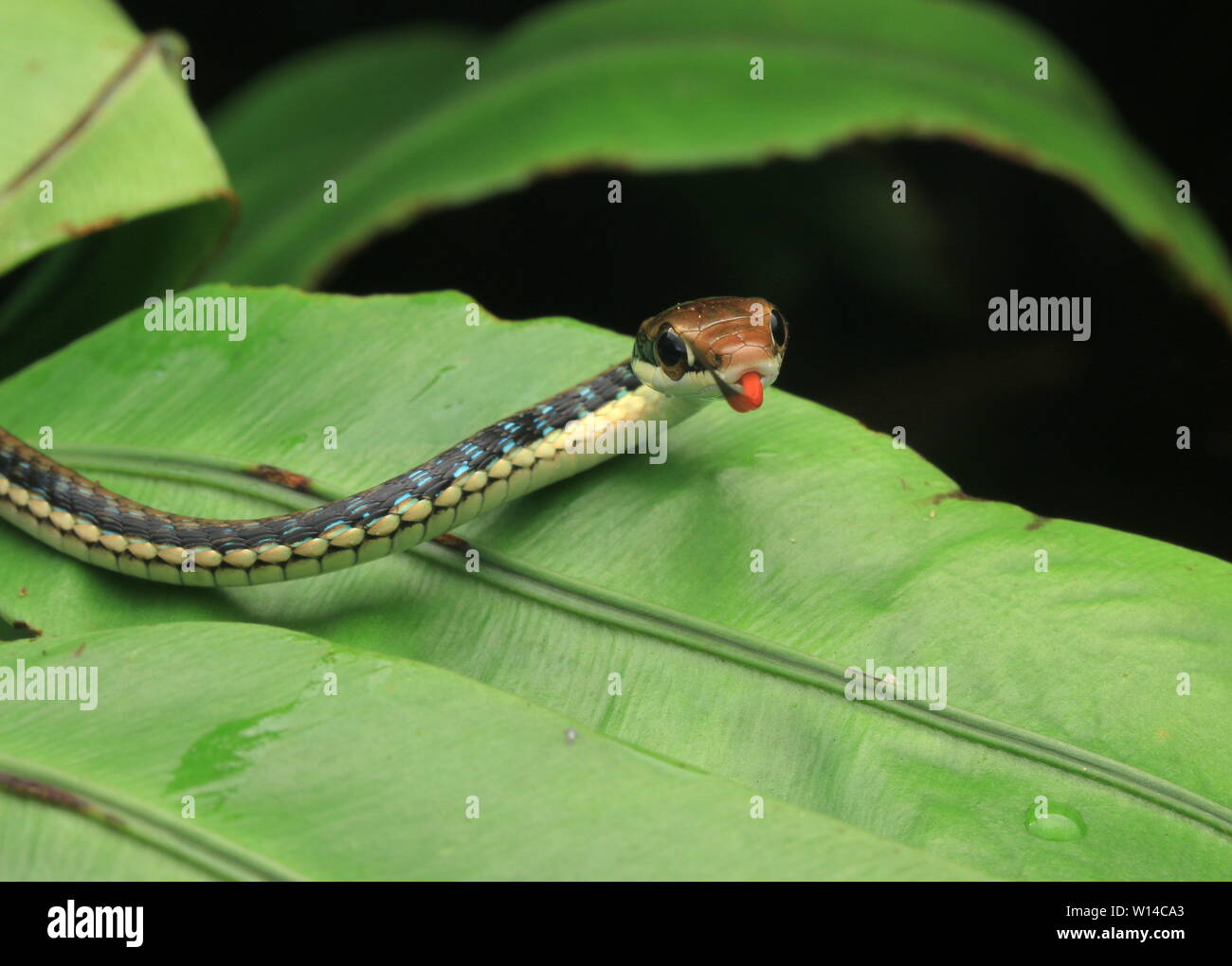 Painted Bronzeback Snake (Dendrelaphis pictus Stock Photo - Alamy
