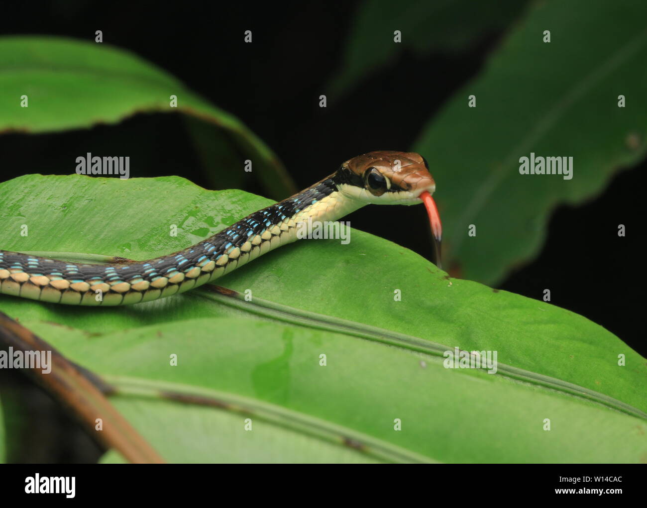 Painted Bronzeback Snake (Dendrelaphis pictus Stock Photo - Alamy
