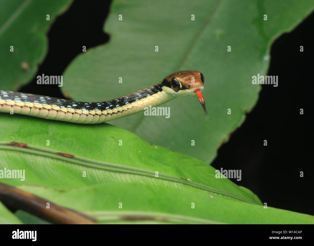 Painted Bronzeback Snake (Dendrelaphis pictus Stock Photo - Alamy