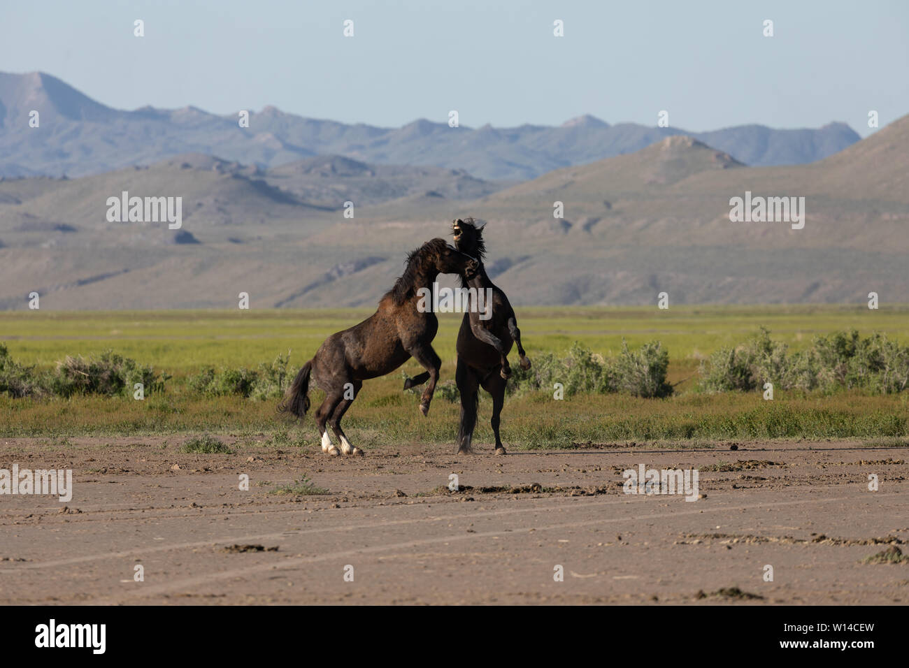 Wild Horse Stallions Fighting Stock Photo - Alamy
