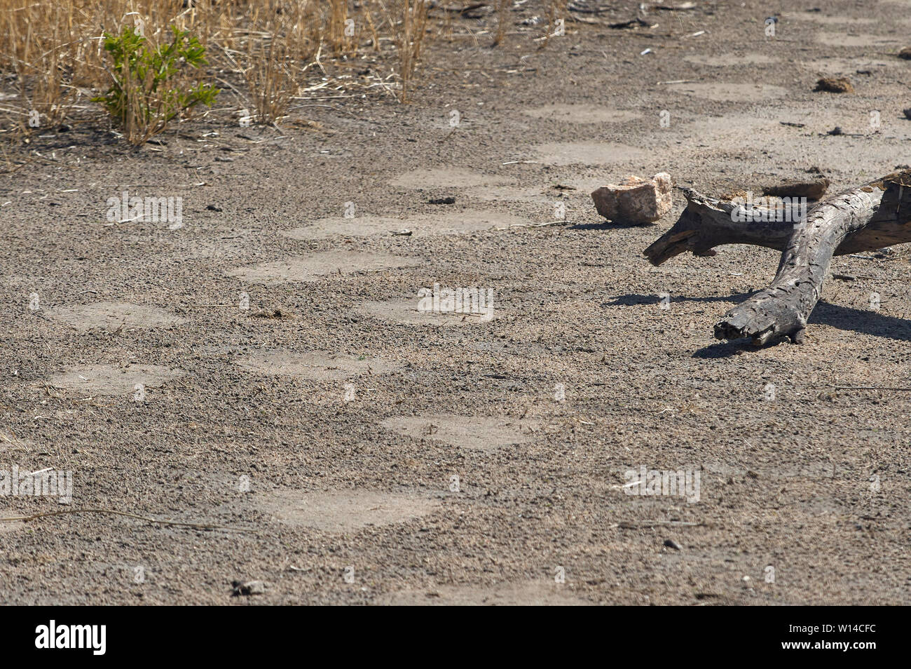 Elephant footprint hi-res stock photography and images - Alamy