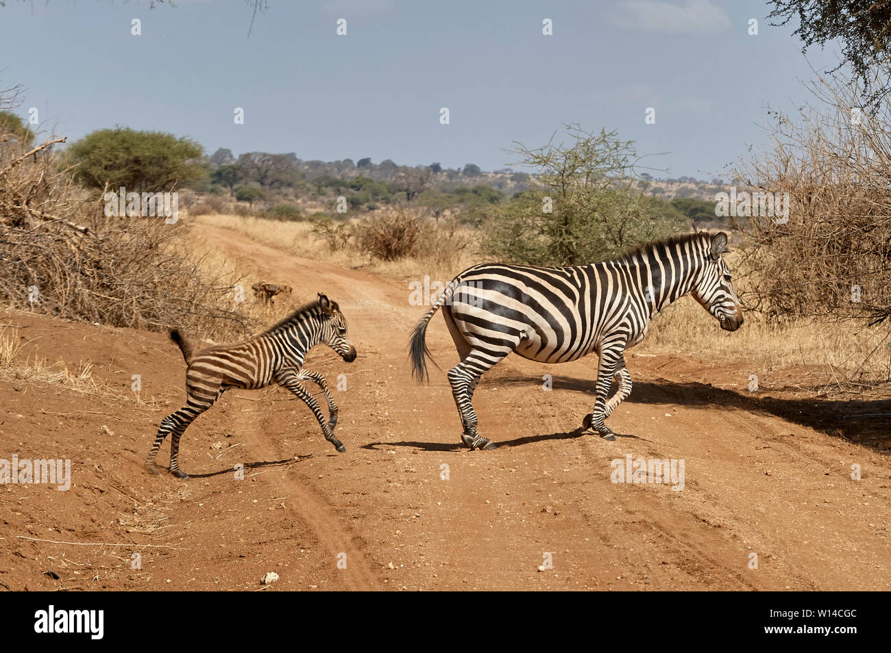 Crossing road road crossing hi-res stock photography and images - Alamy