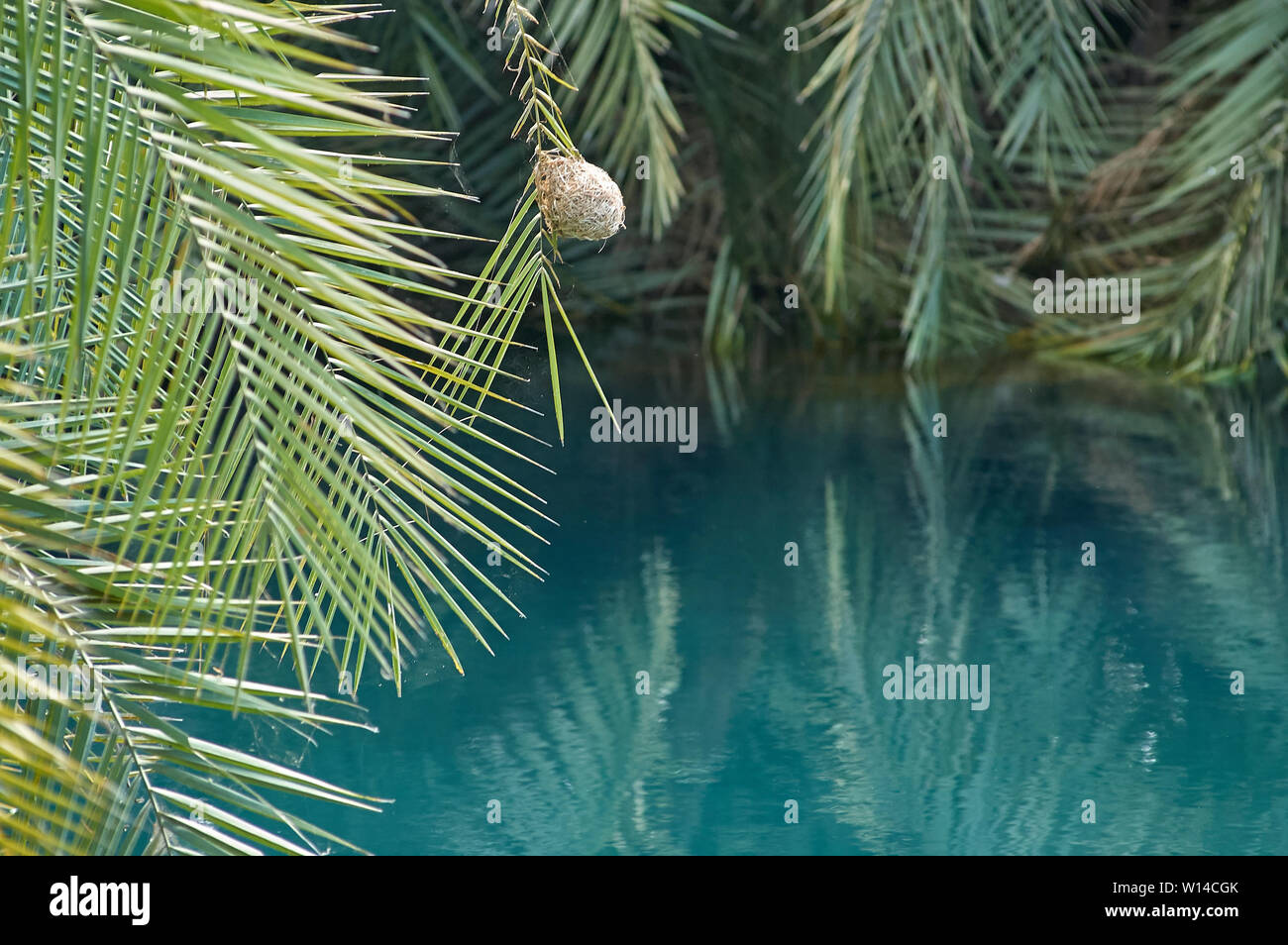 Nest hanging over water hi-res stock photography and images - Alamy