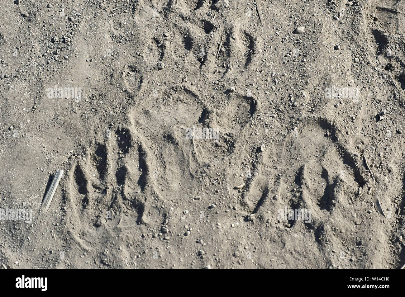 Baboon footprints hi-res stock photography and images - Alamy