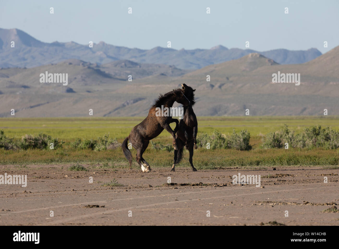 Wild Horse Stallions Fighting Stock Photo - Alamy