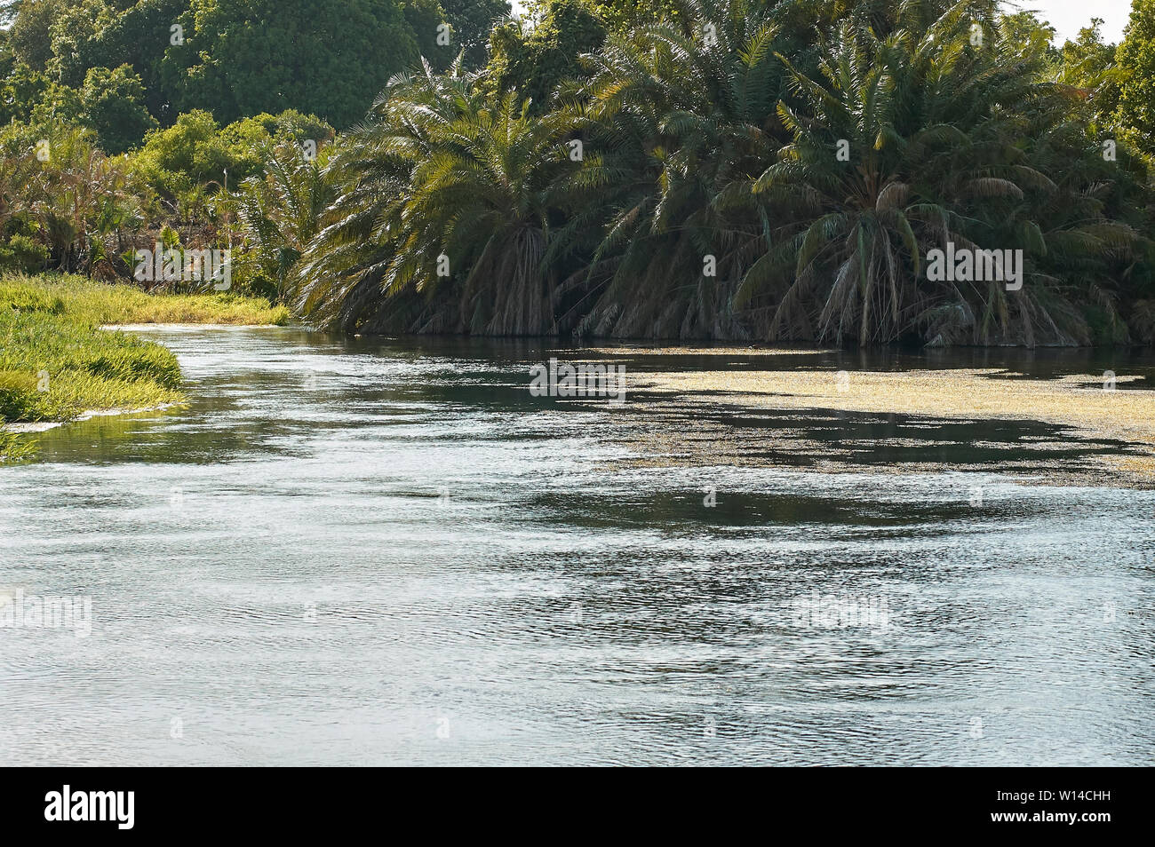 Palmtrees at an African rivershore Stock Photo - Alamy