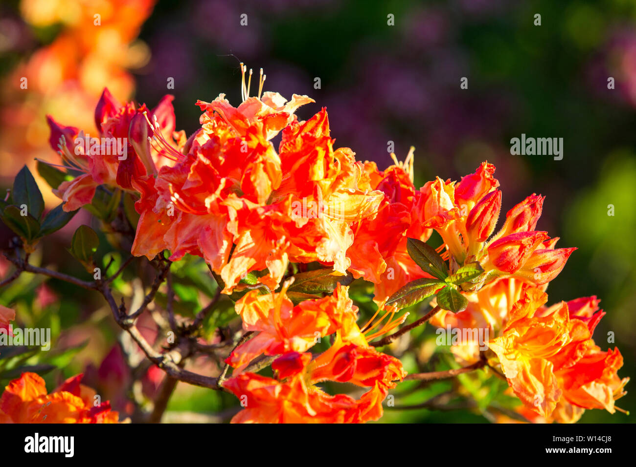 An orange Azalea flowering in an Ambleside garden, UK Stock Photo - Alamy