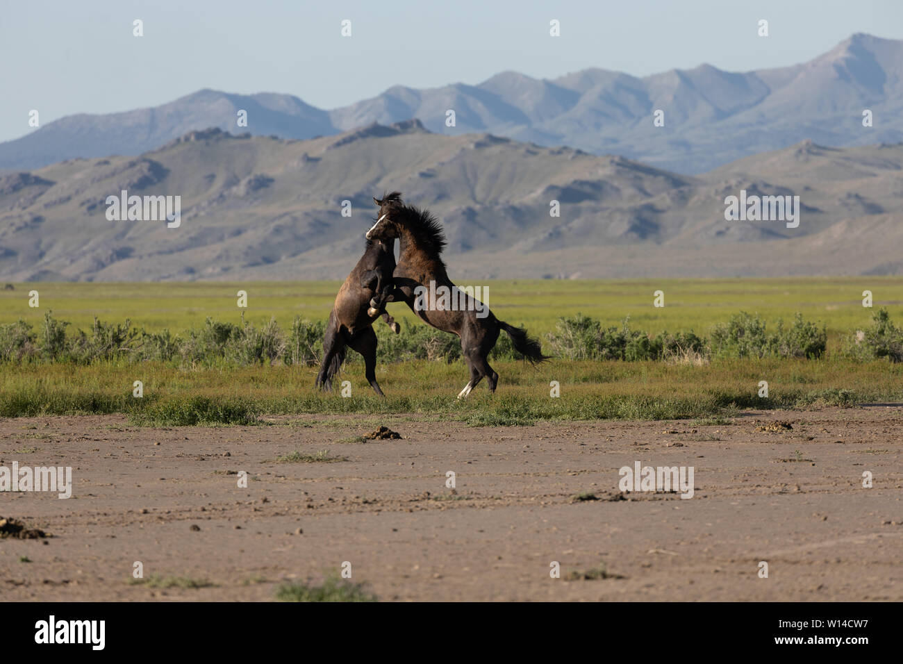 Wild Horse Stallions Fighting Stock Photo - Alamy